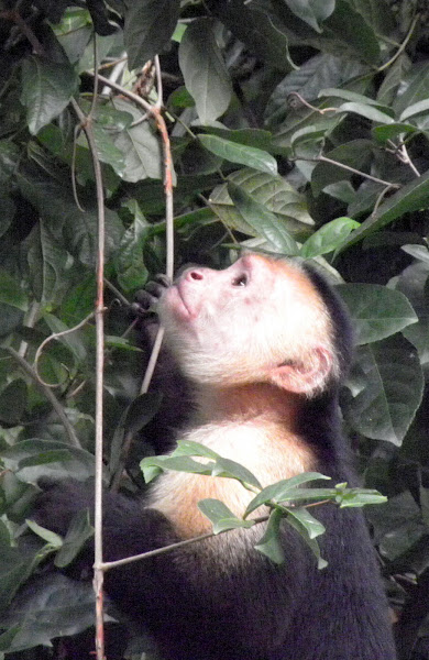 White faced Capuchin Monkey | Project Noah