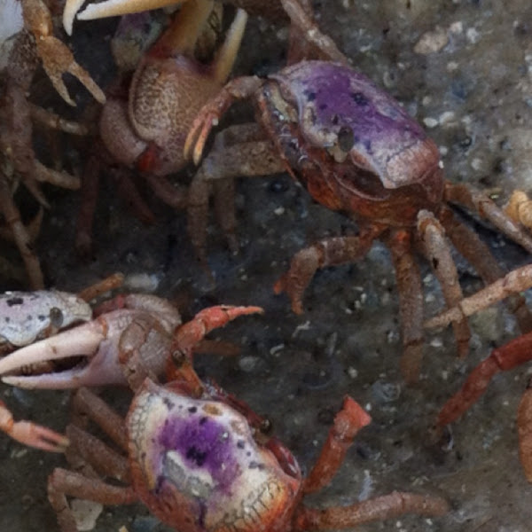 Fiddler Crab | Project Noah