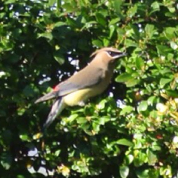 Cedar Waxwing | Project Noah