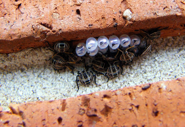 Common Gum Tree Shield Bug | Project Noah