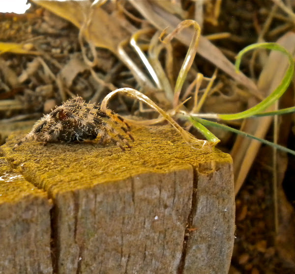 Orb Weaver | Project Noah