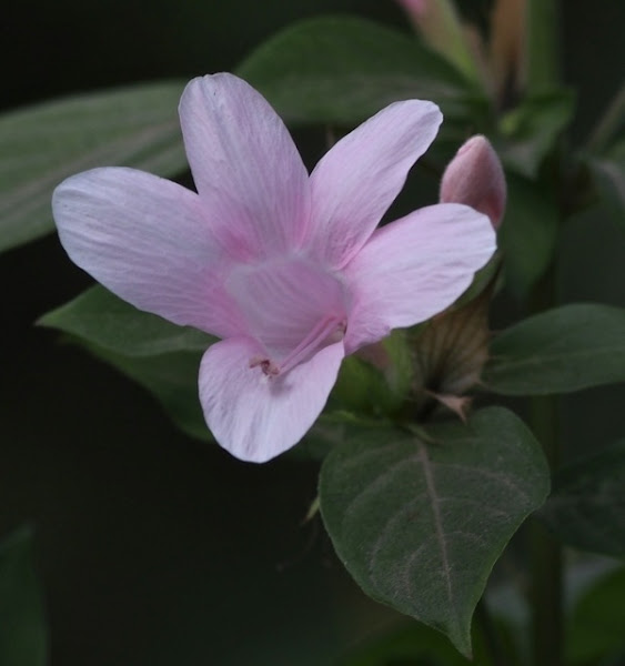 Striped Philippine Violet | Project Noah