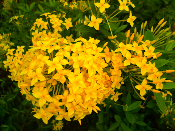 west Indian Jasmine | Project Noah