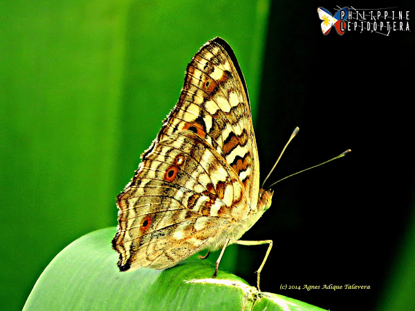 Lemon Pansy | Project Noah