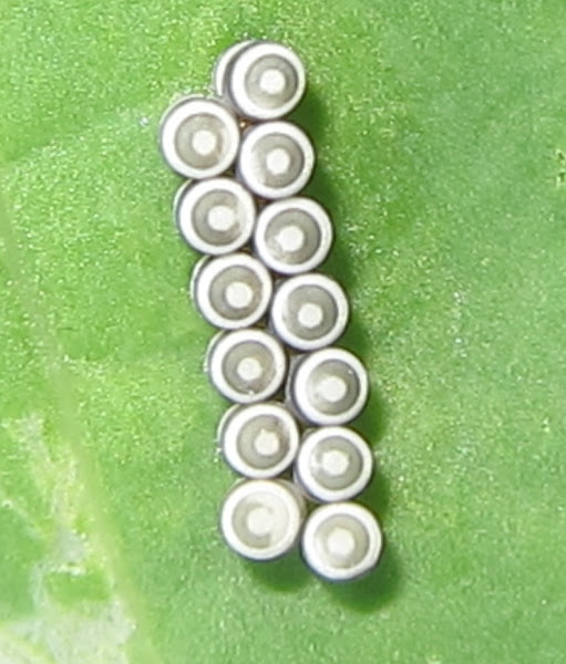 Harlequin Cabbage Bug Eggs | Project Noah