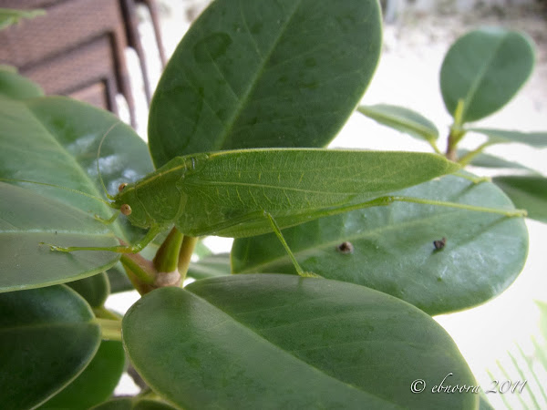 Green Katydid | Project Noah