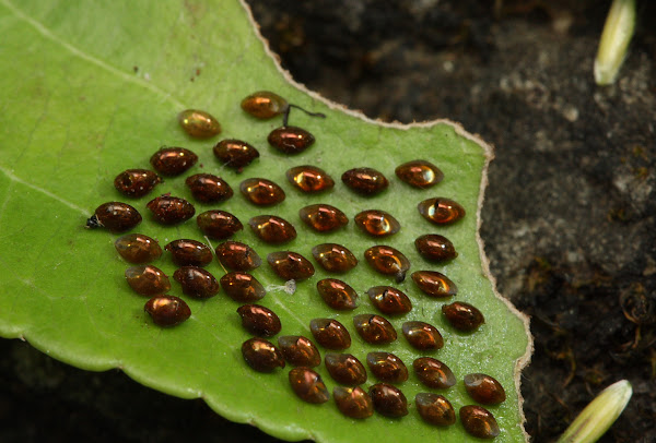 Leaf-footed bug eggs | Project Noah