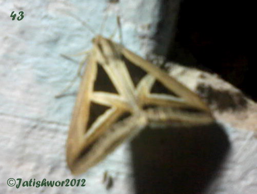 Semi-Looper Moth | Project Noah