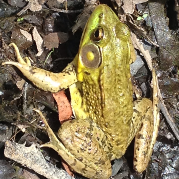 Green Frog | Project Noah