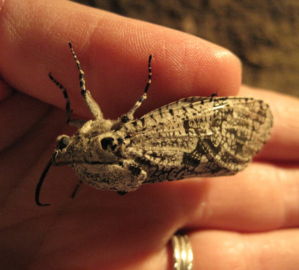 Carpenterworm Moth | Project Noah