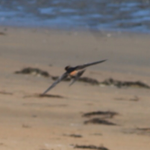 Cliff Swallow | Project Noah