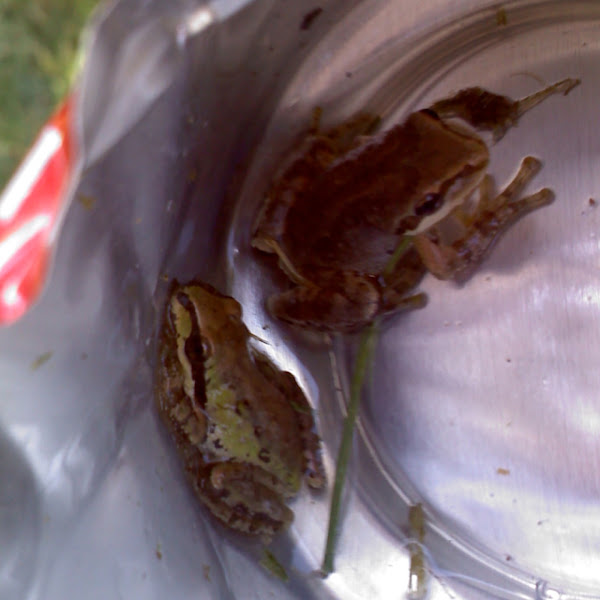 Pacific treefrog | Project Noah