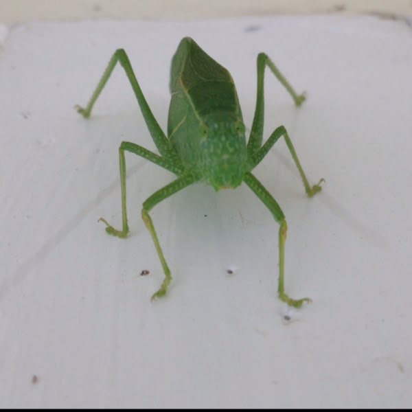 Katydid | Project Noah