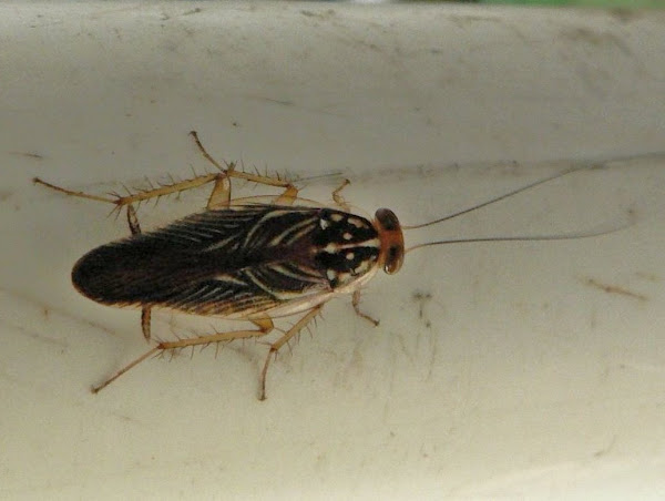 Cockroach | Project Noah