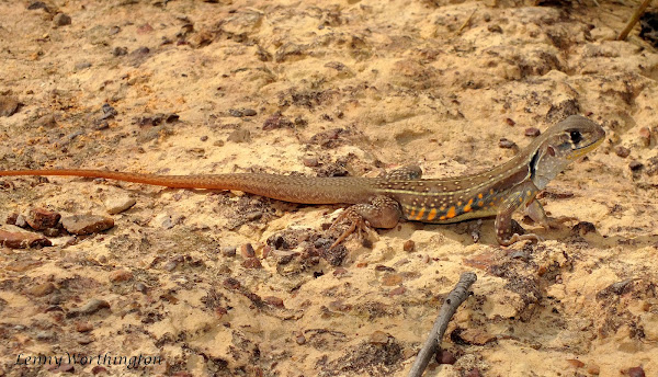 Common Butterfly Lizard | Project Noah