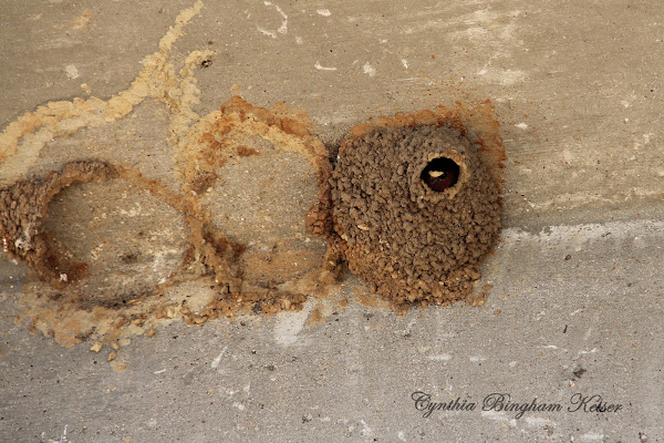 Cliff Swallow | Project Noah