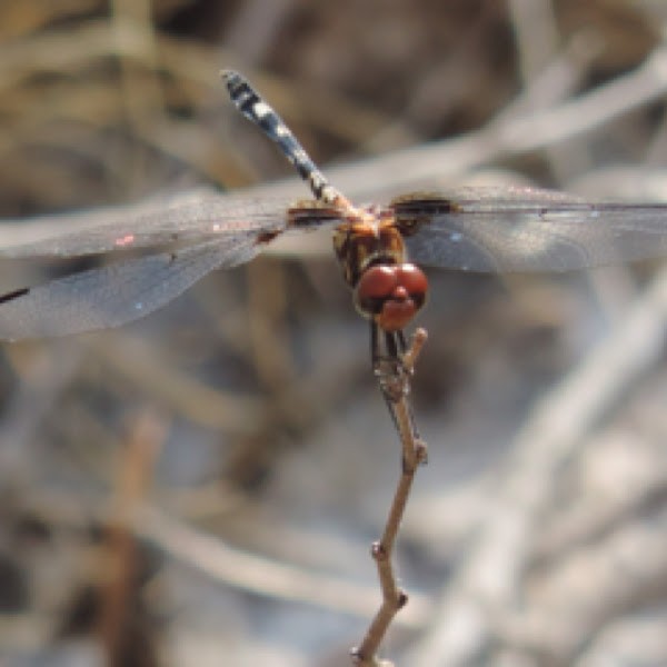 Checkered Setwing | Project Noah