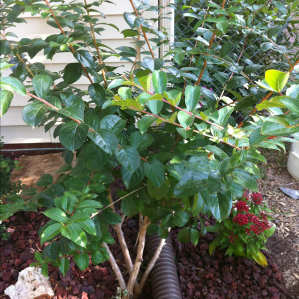 Craten myrtle | Project Noah