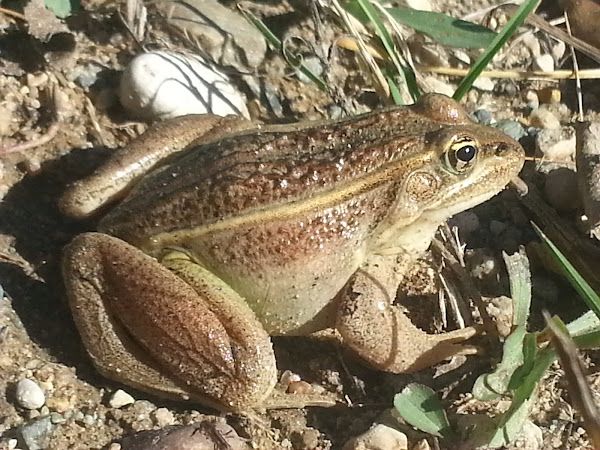 Green Frog | Project Noah