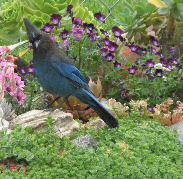 steller's jay | Project Noah