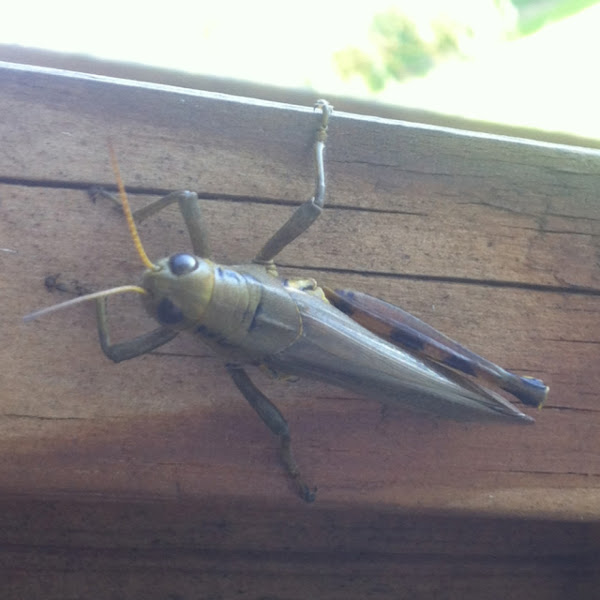 Differential Grasshopper | Project Noah