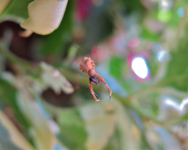 Hackled Orbweaver | Project Noah