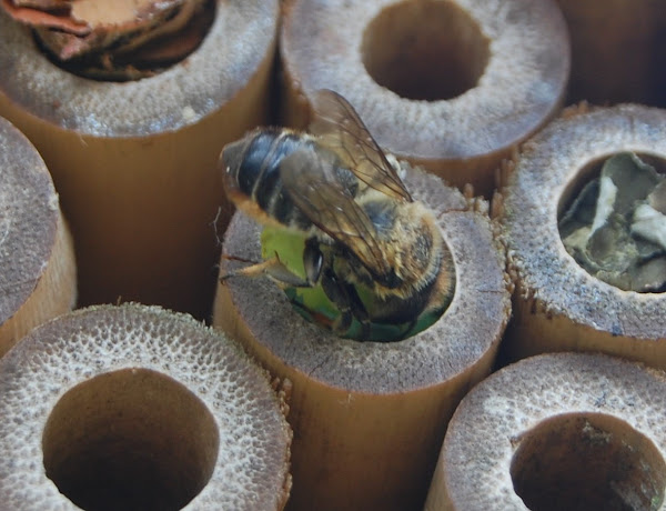 Leaf Cutter Bee | Project Noah