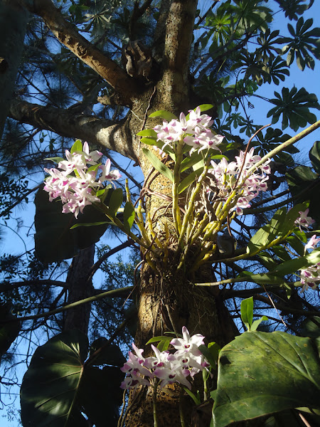 Dendrobium Nobile (Orquídea Olho-de-Boneca) | Project Noah