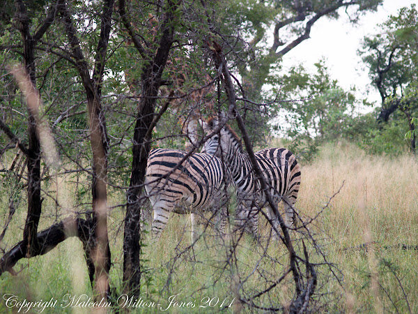 Plains Zebra | Project Noah