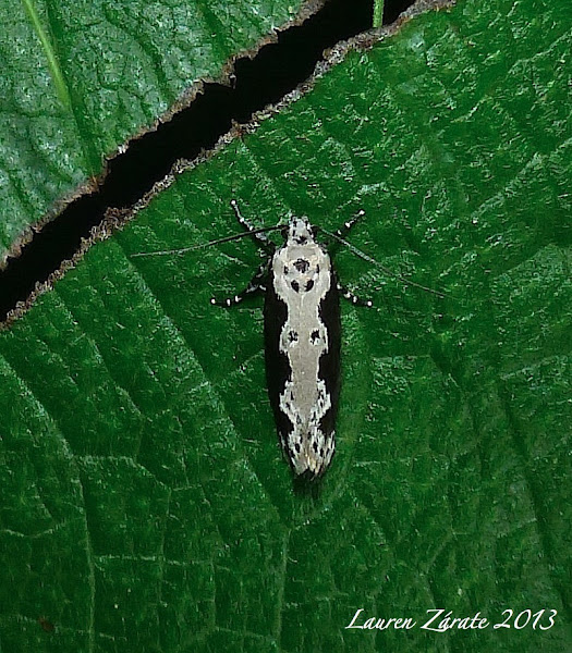 Micro Lepidoptera | Project Noah