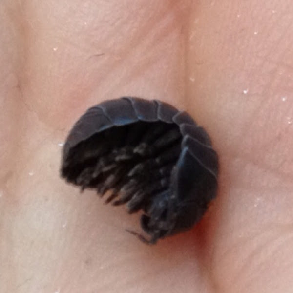Pill Bug (with Parasite) | Project Noah