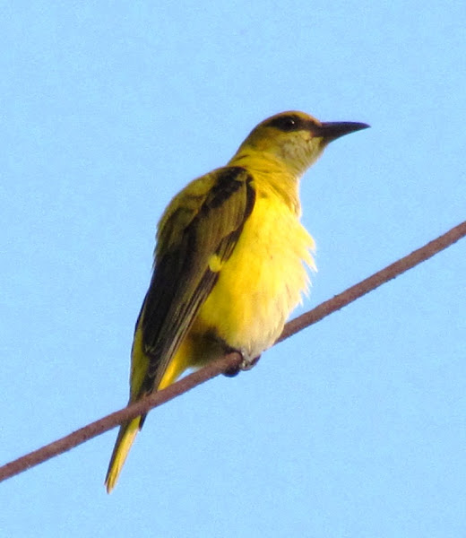Indian Golden Oriole | Project Noah