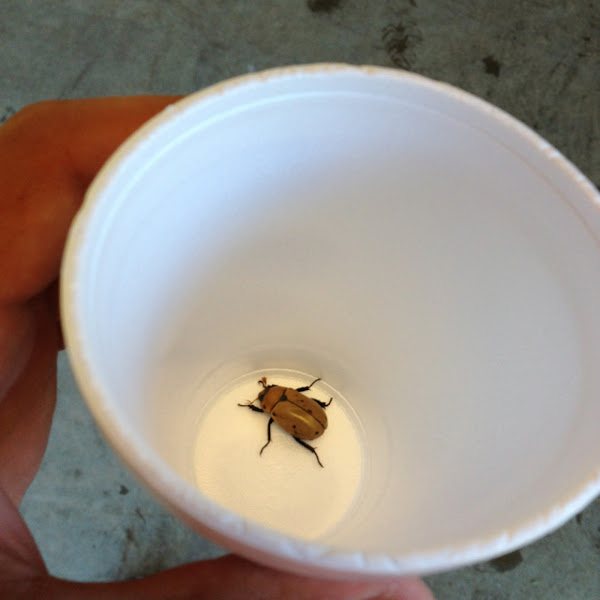 Grapevine beetle | Project Noah