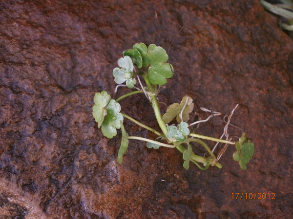 Clover? | Project Noah