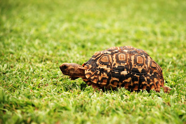 Leopard Tortoise | Project Noah