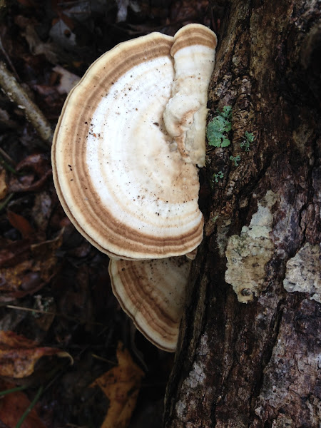 Unknown Polypore | Project Noah