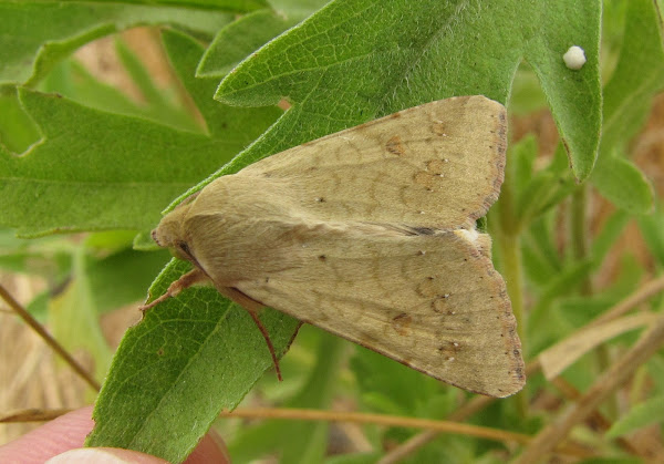Corn Earworm | Project Noah