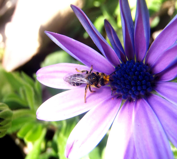 Abeja cortadora de hojas. Leaf-cutting bee | Project Noah
