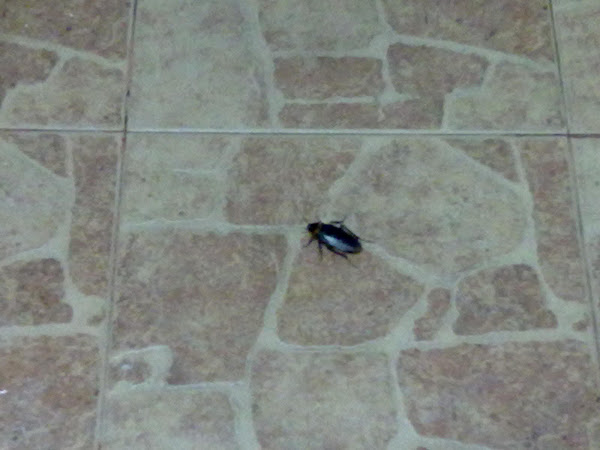 Cockroach | Project Noah