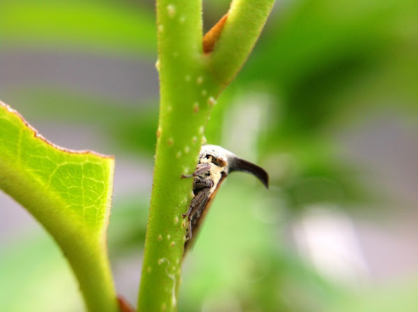Thorn Mimic Treehopper | Project Noah