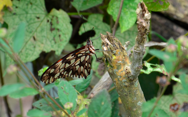 Juno longwing | Project Noah