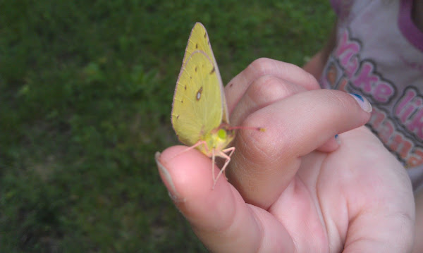 Clouded sulpher | Project Noah