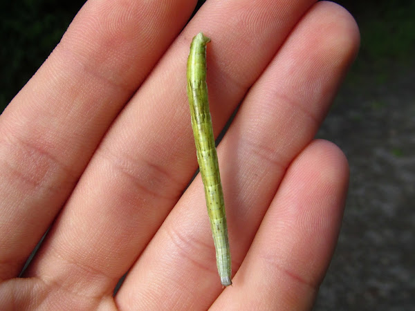 Crocus Geometer (larva) | Project Noah