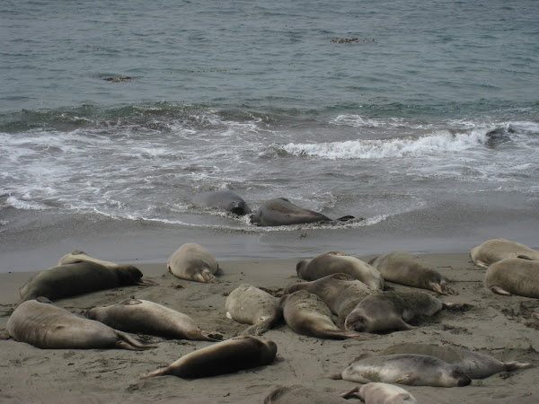 Northern elephant seal | Project Noah