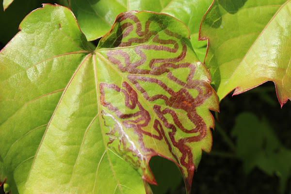 Leaf miner | Project Noah