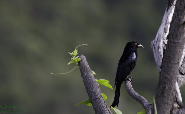 Spangled Drongo | Project Noah