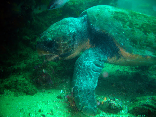 Loggerhead Sea Turtle | Project Noah