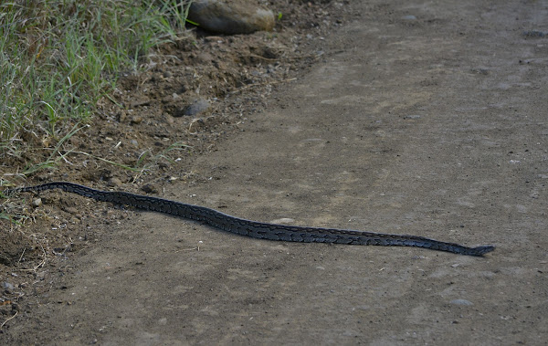 African Rock Python | Project Noah