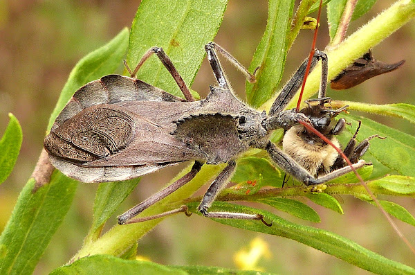 Wheel Bug | Project Noah
