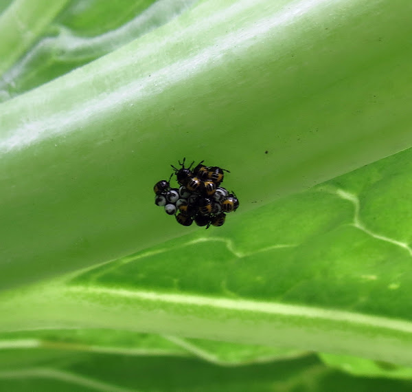 Harlequin bug, eggs&nymphs | Project Noah